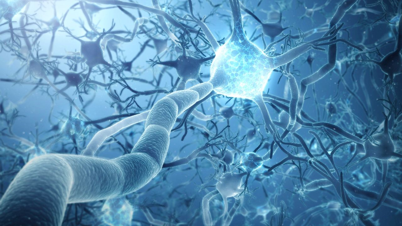 Human layer 2/3 neurons can compute the XOR operation